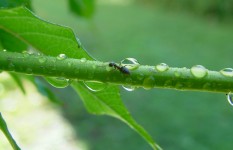 Domestic and residential pests removal in Bristol area