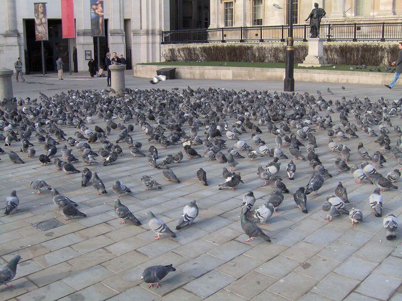 Pigeon Pest Control Services Bristol | Elimination Pest Control ...